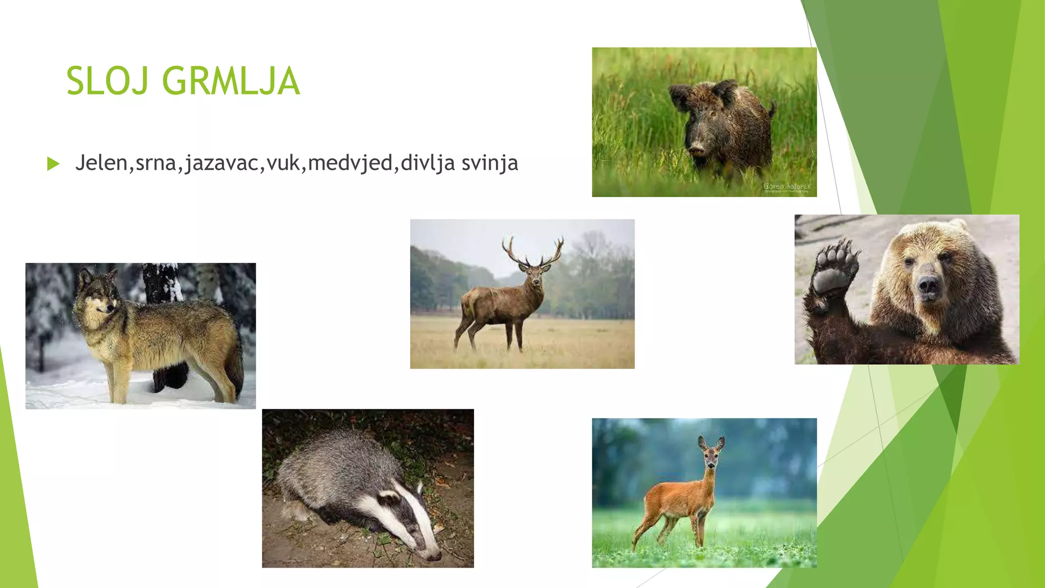 Listopadne šume | PPTX