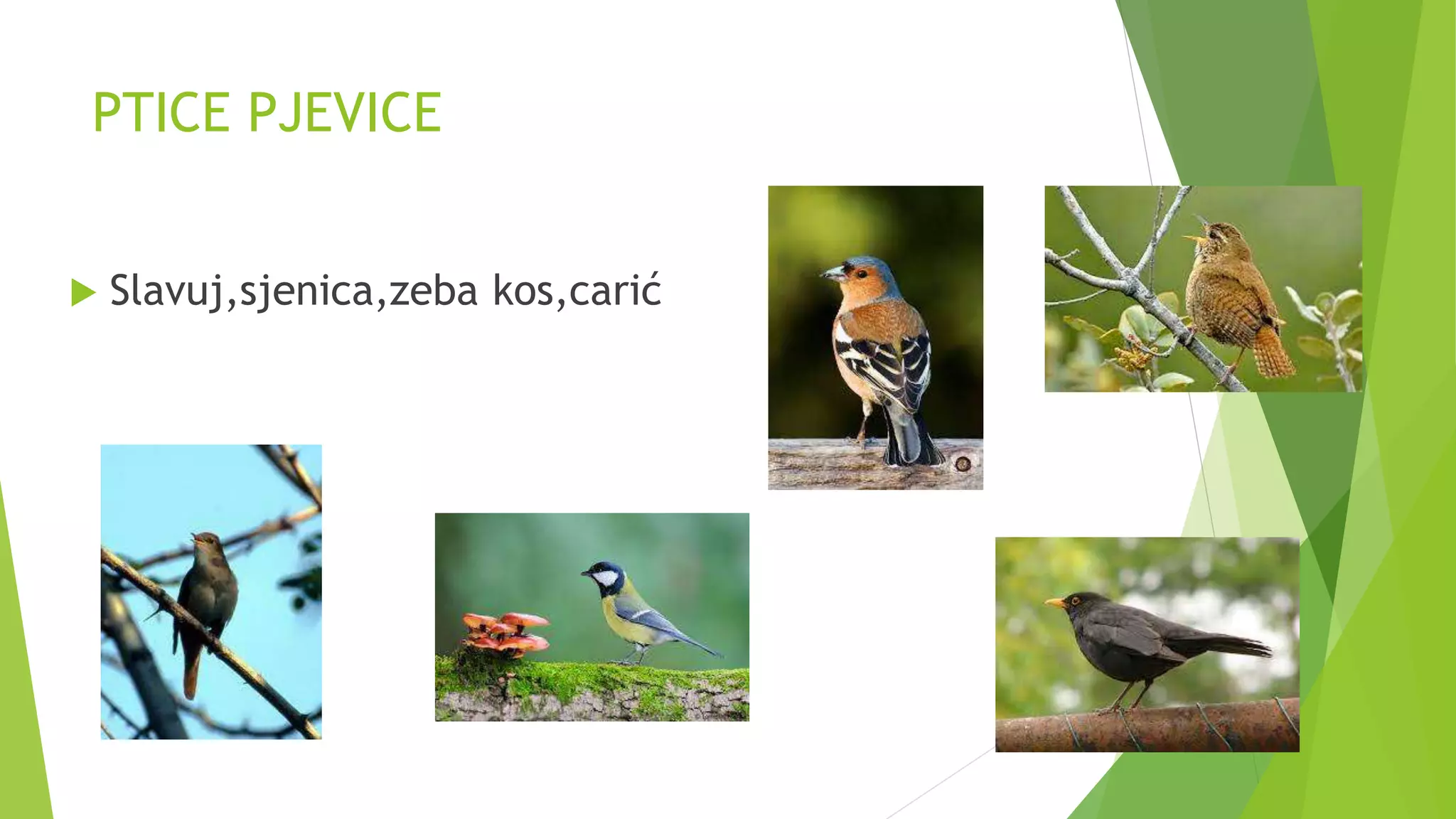 Listopadne šume | PPTX