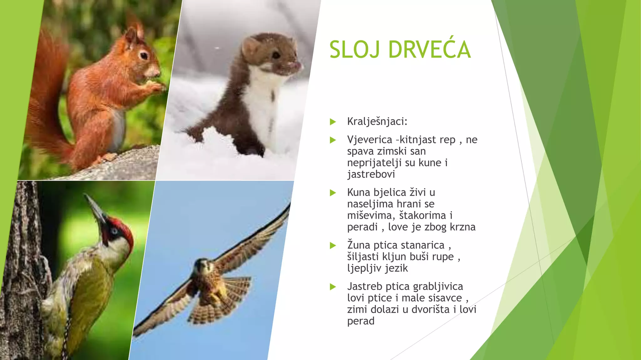 Listopadne šume | PPTX