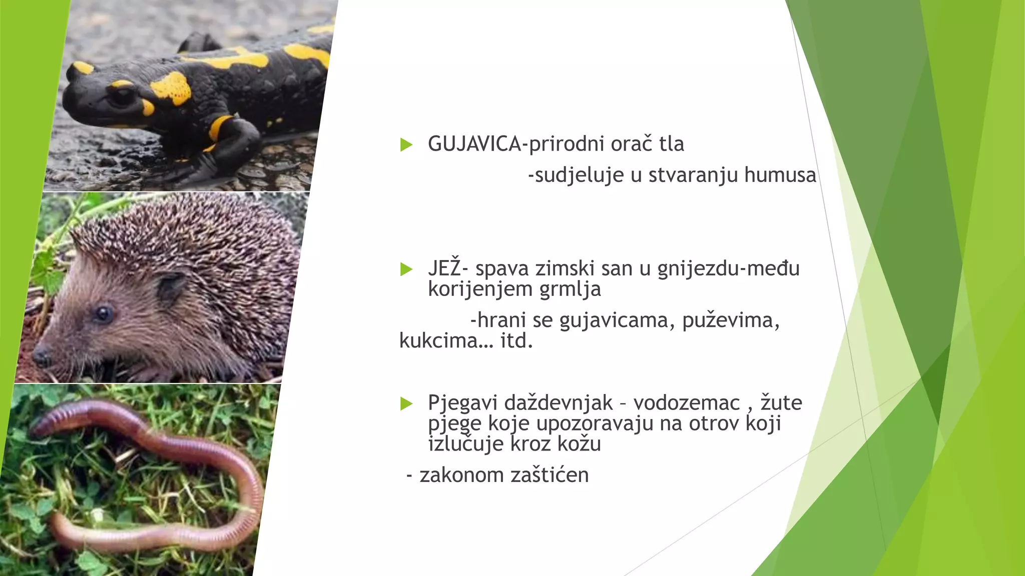 Listopadne šume | PPTX