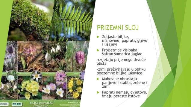 Listopadne šume | PPTX