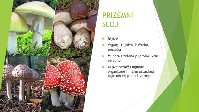 Listopadne šume | PPTX