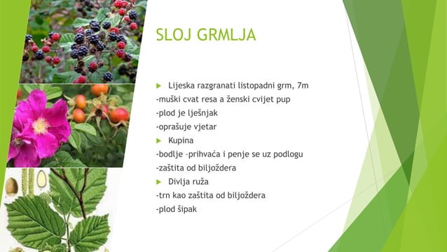 Listopadne šume | PPTX