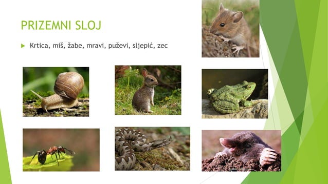 Listopadne šume | PPTX