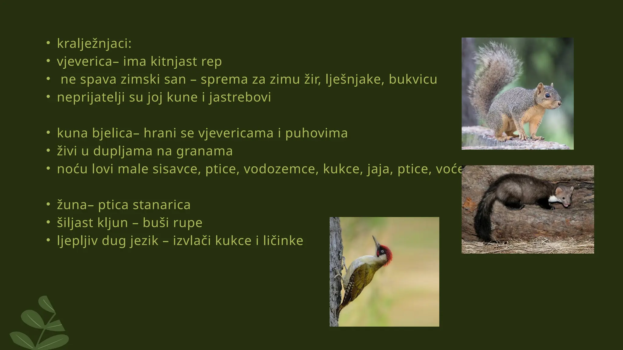 Listopadne šume prezentacija biologija sš | PPTX