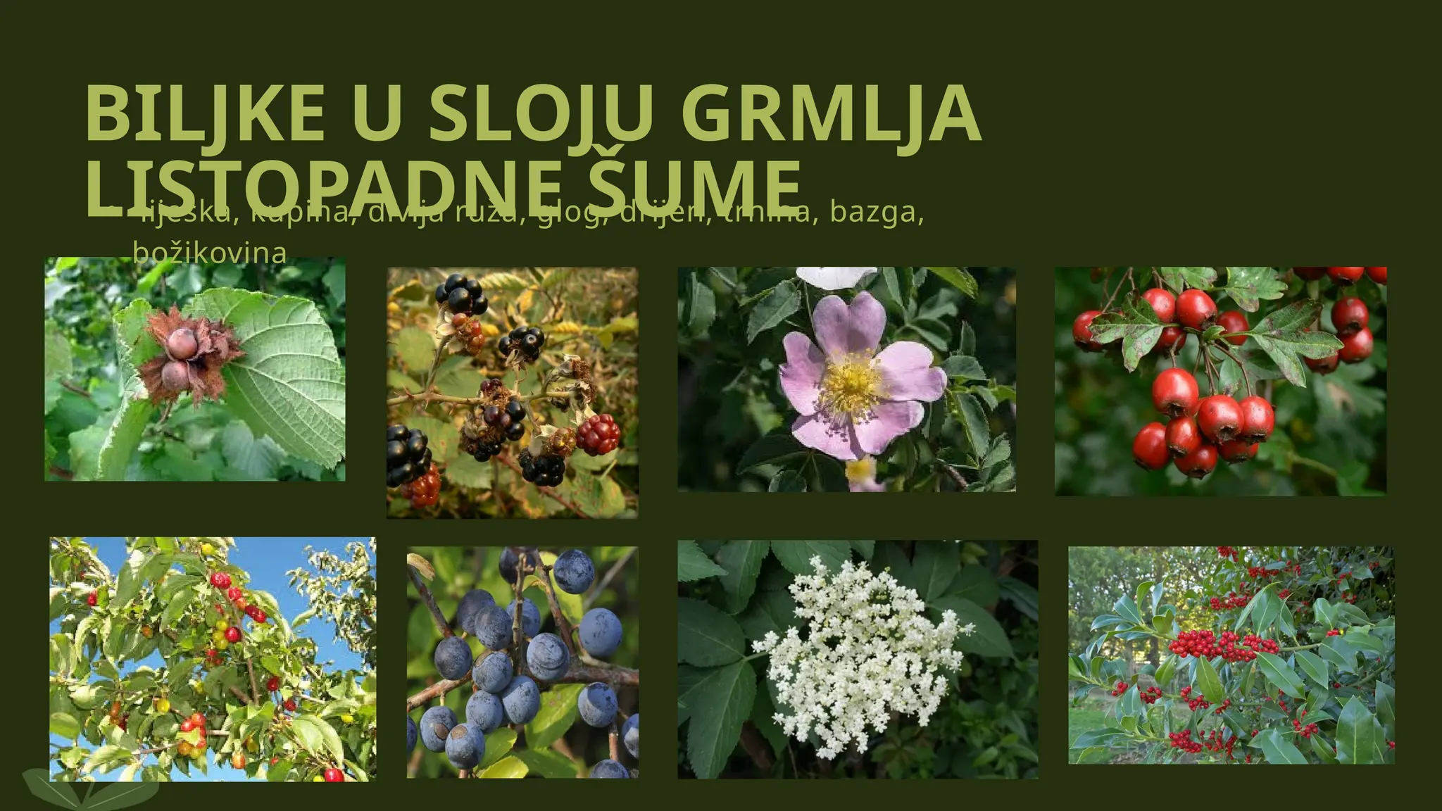 Listopadne šume prezentacija biologija sš | PPTX