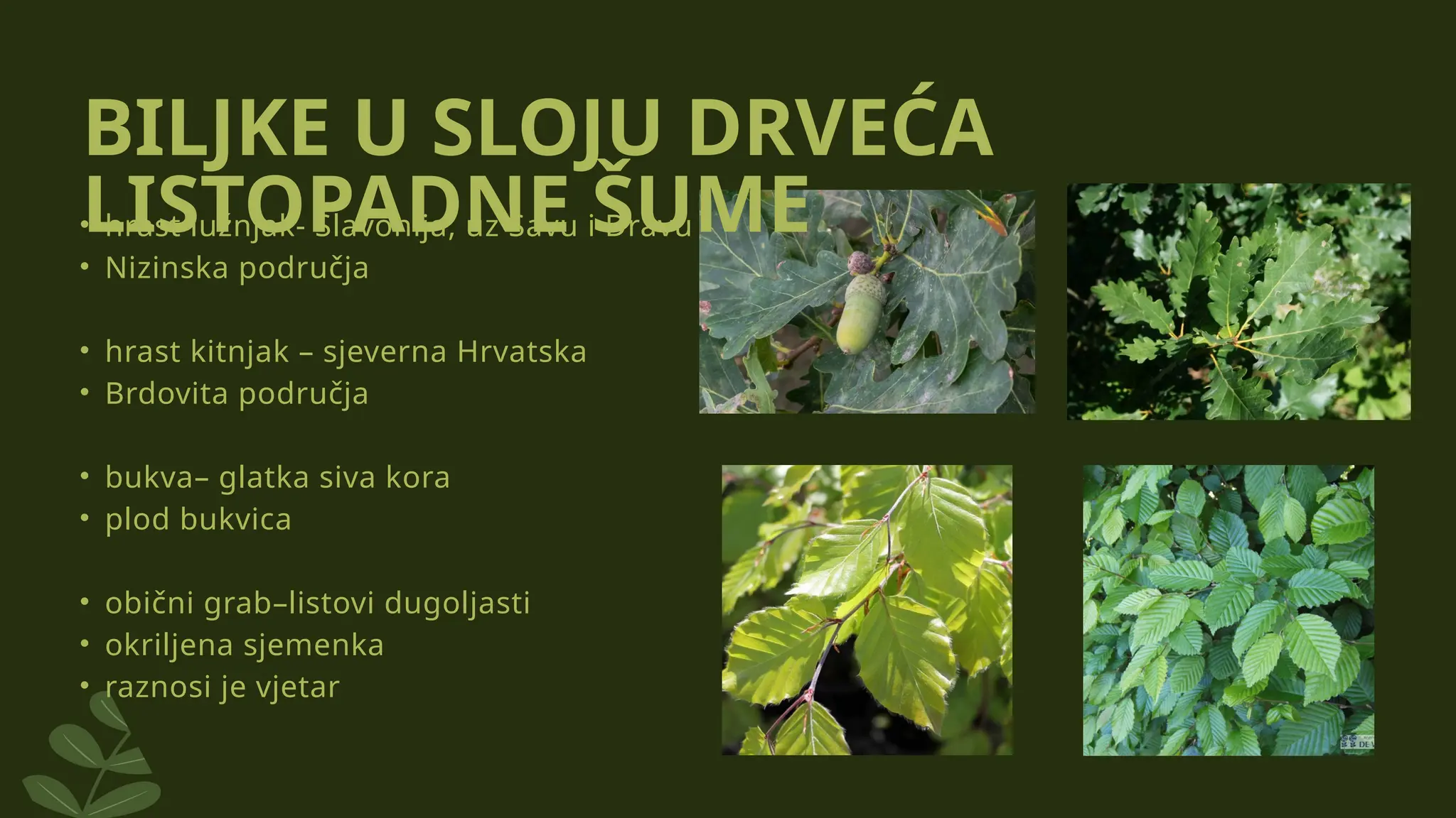 Listopadne šume prezentacija biologija sš | PPTX