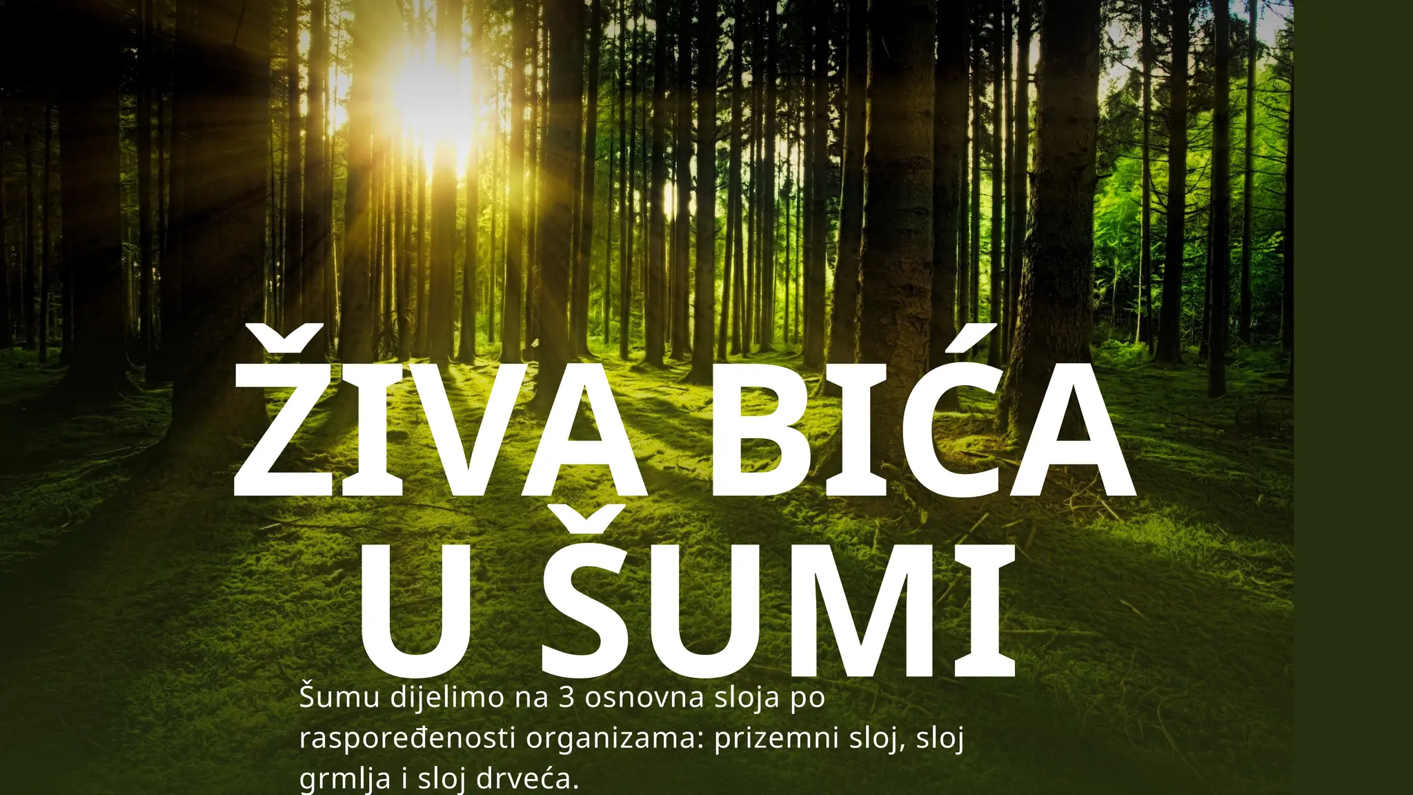 Listopadne šume prezentacija biologija sš | PPTX