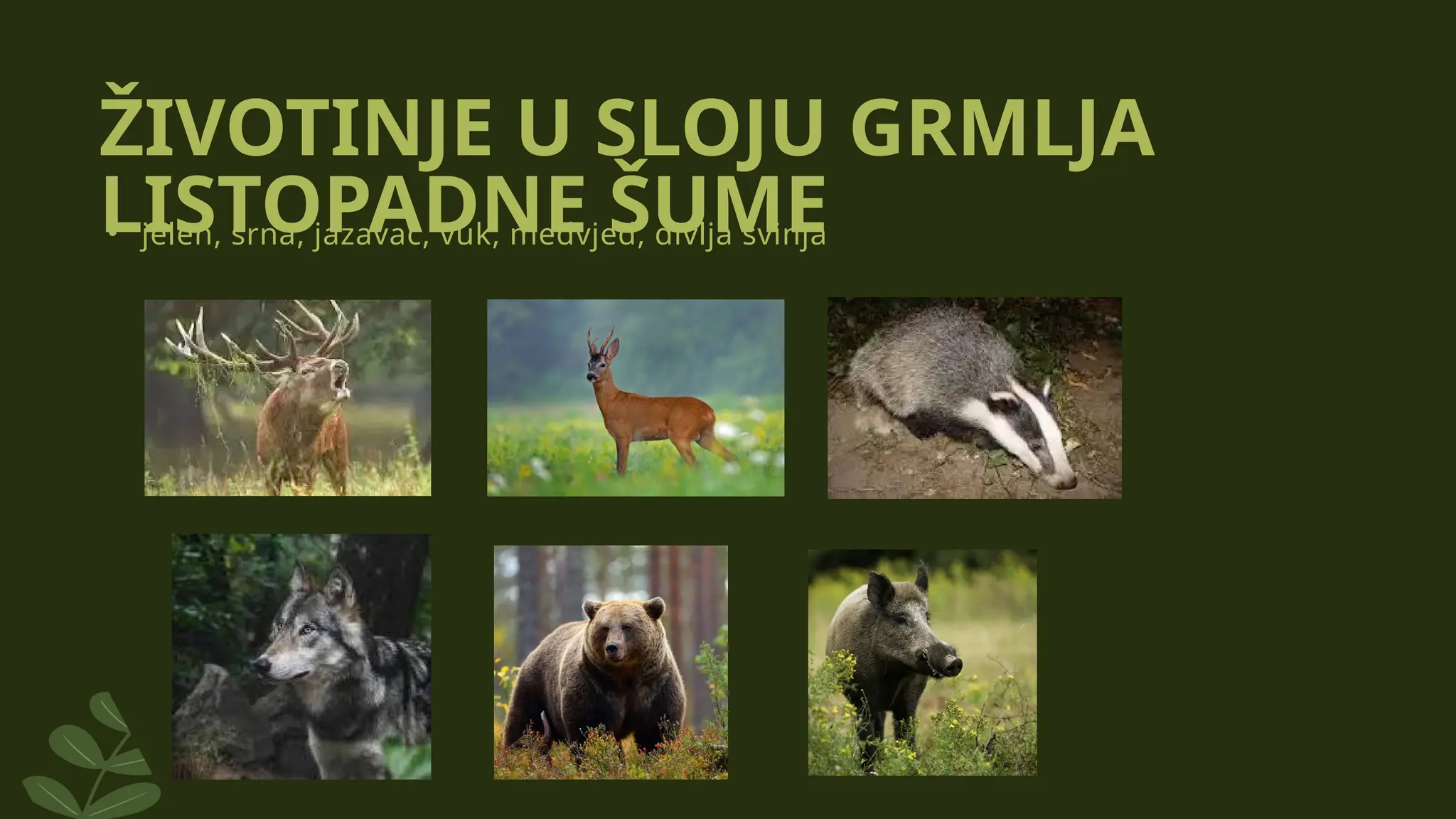 Listopadne šume prezentacija biologija sš | PPTX