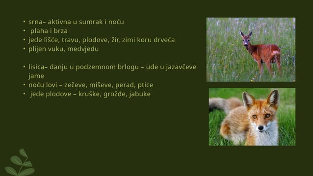Listopadne šume prezentacija biologija sš | PPT