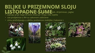 Listopadne šume prezentacija biologija sš | PPTX