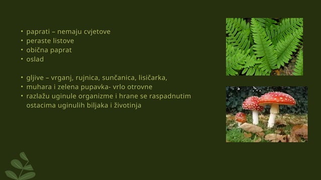 Listopadne šume prezentacija biologija sš | PPT