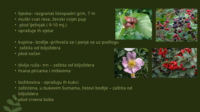 Listopadne šume prezentacija biologija sš | PPT