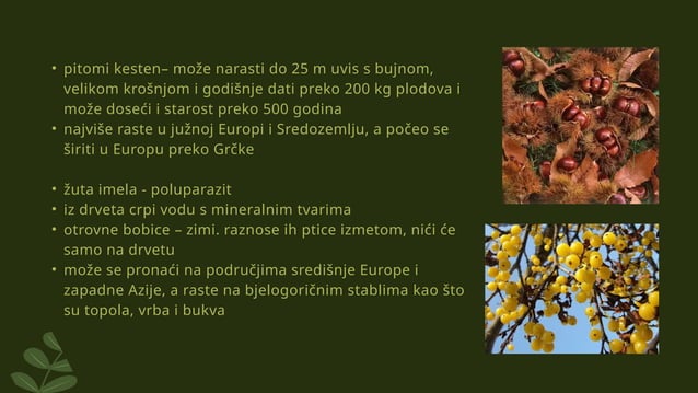 Listopadne šume prezentacija biologija sš | PPT
