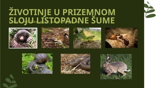 Listopadne šume prezentacija biologija sš | PPTX