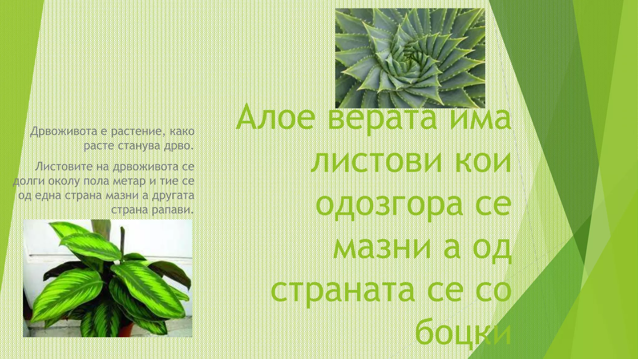 Listovi | PPTX