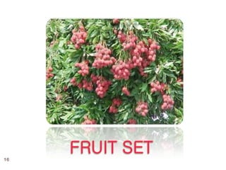 Flowering and Fruit sett in Litchi | PPT