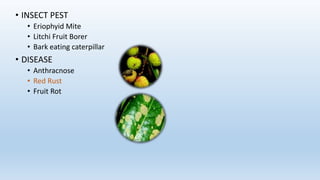 Litchi export potential | PPT