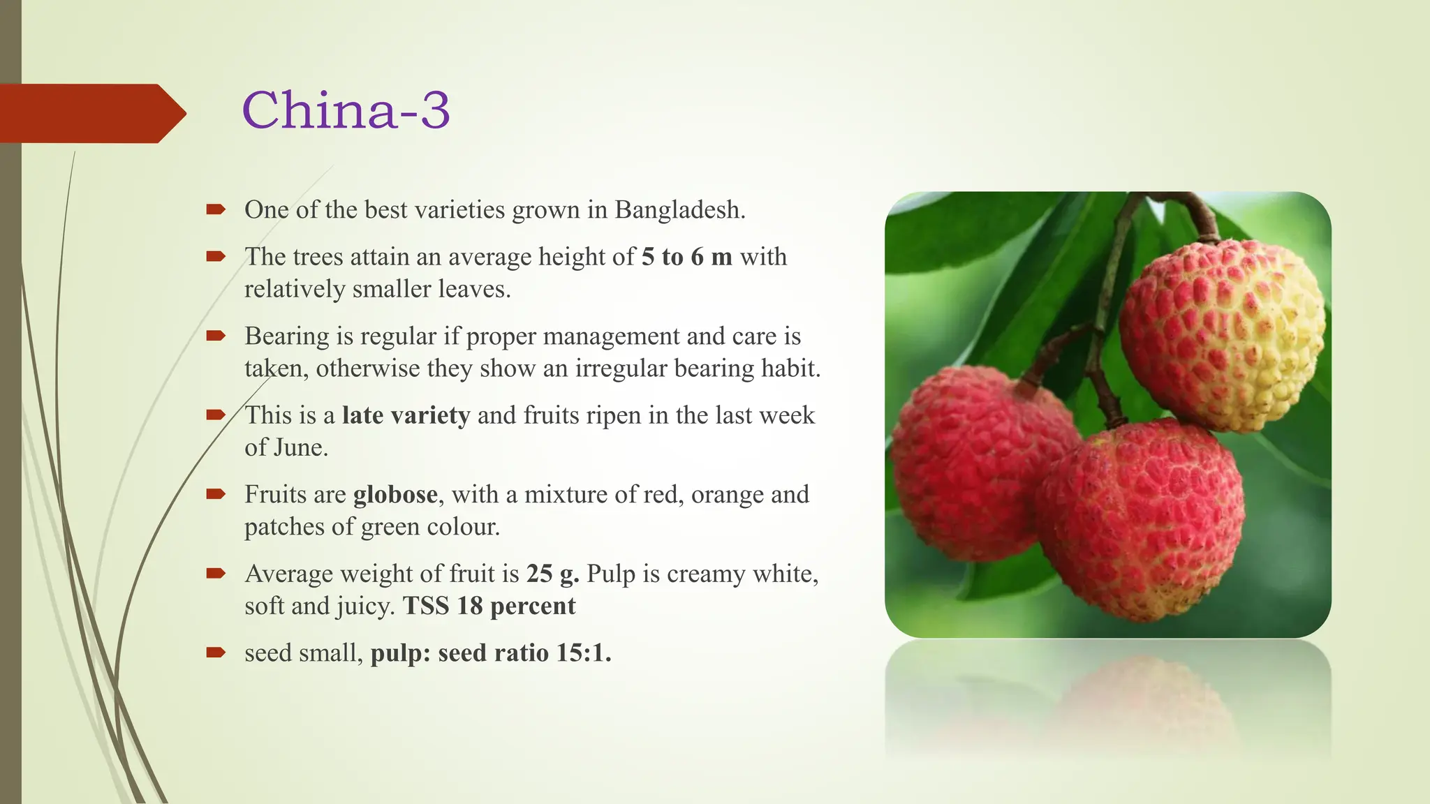 Production technology of Litchi-Fruit.pptx