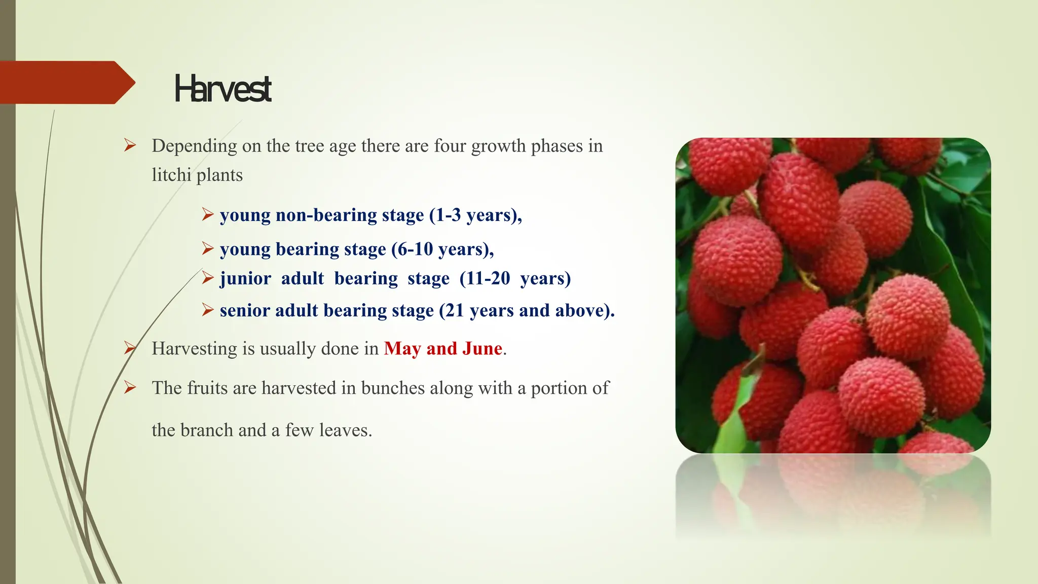Production technology of Litchi-Fruit.pptx