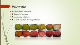 Production technology of Litchi-Fruit.pptx