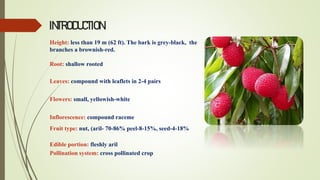 Production technology of Litchi-Fruit.pptx | Gardening | Home & Garden