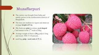 Production technology of Litchi-Fruit.pptx