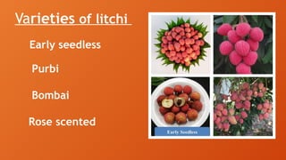 Litchi-Production-A-Comprehensive-Guide-1.pptx