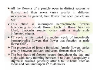 Litchi Breeding | PDF