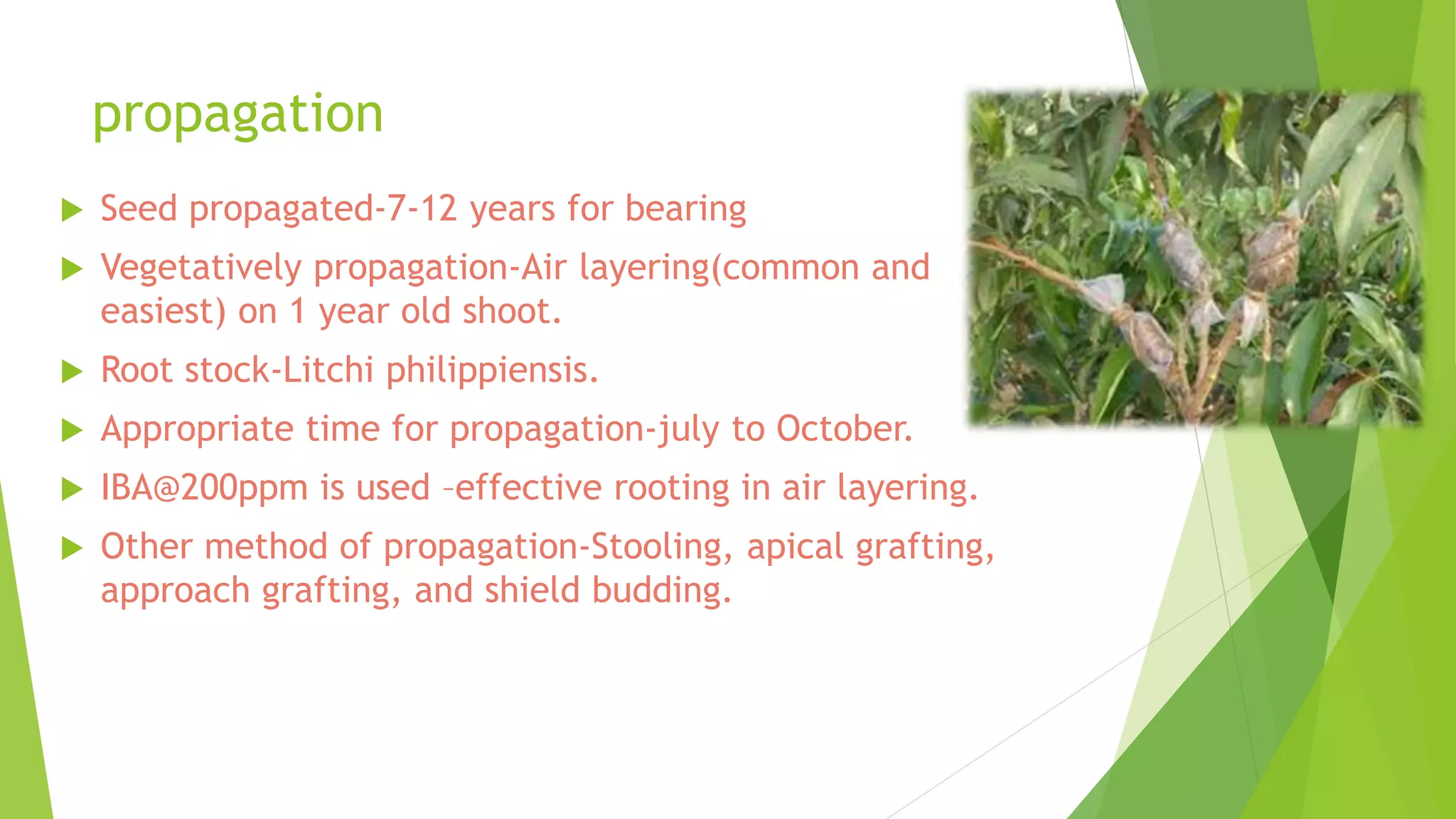 Litchi cultivation | PPTX