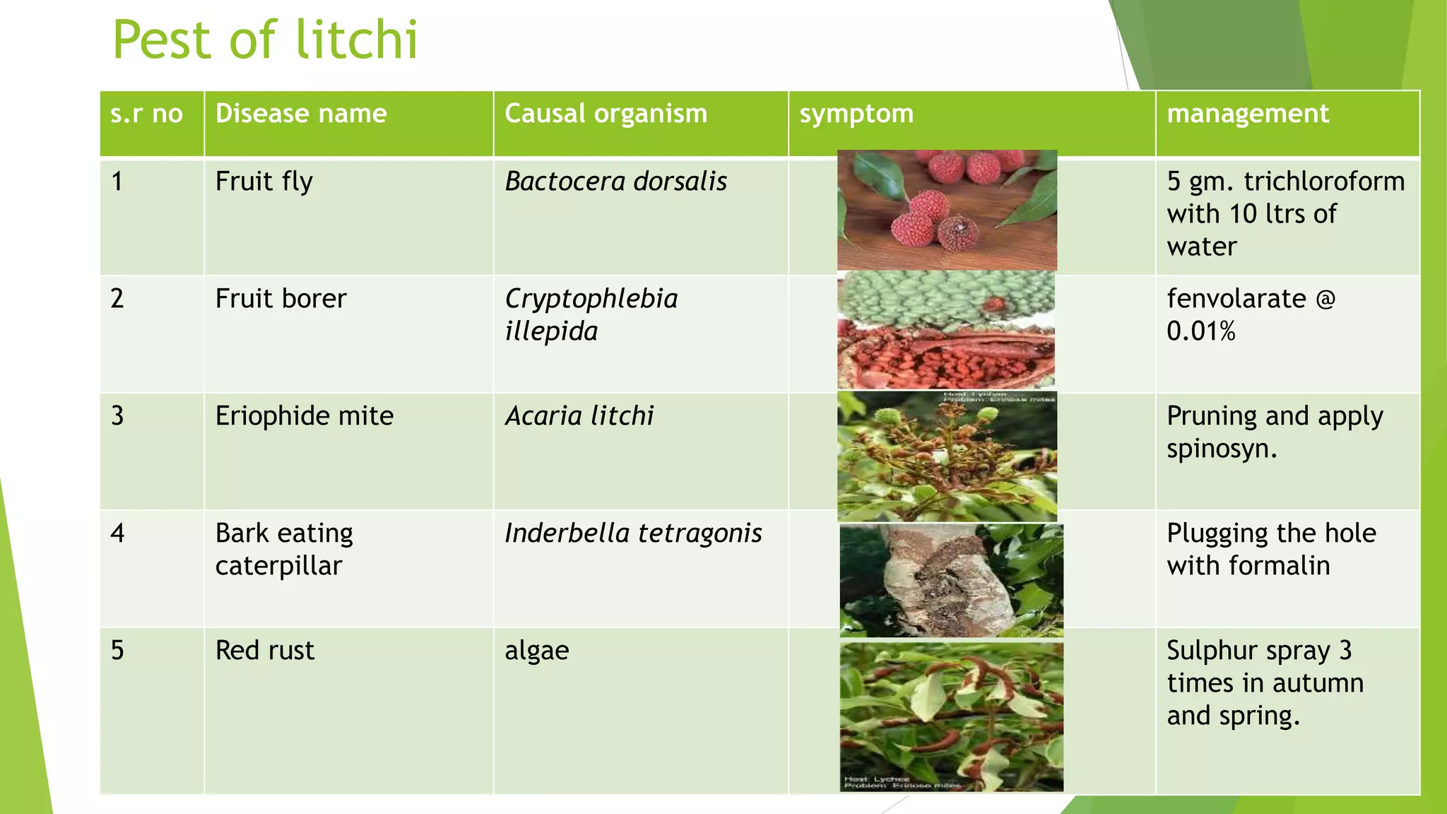 Litchi cultivation | PPTX