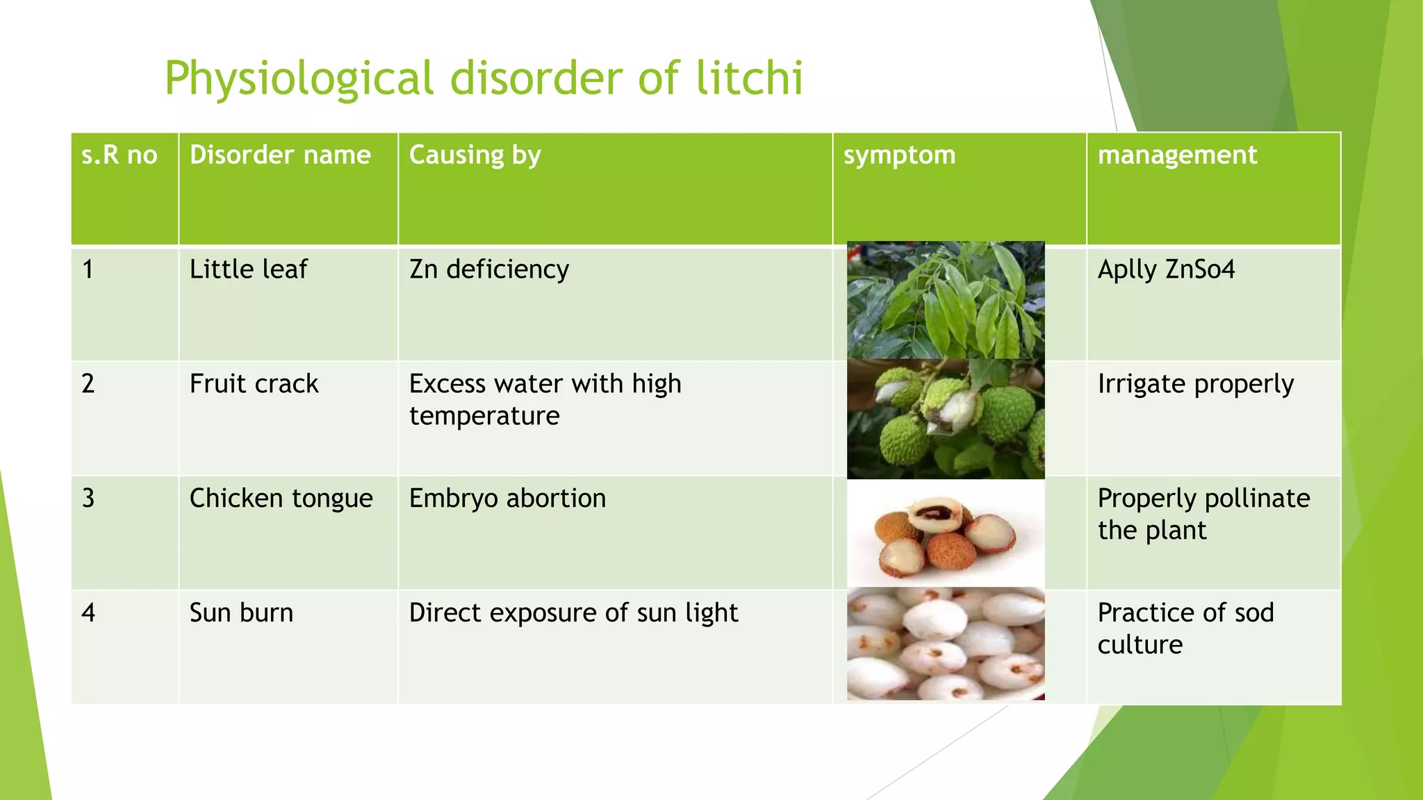 Litchi cultivation | PPTX