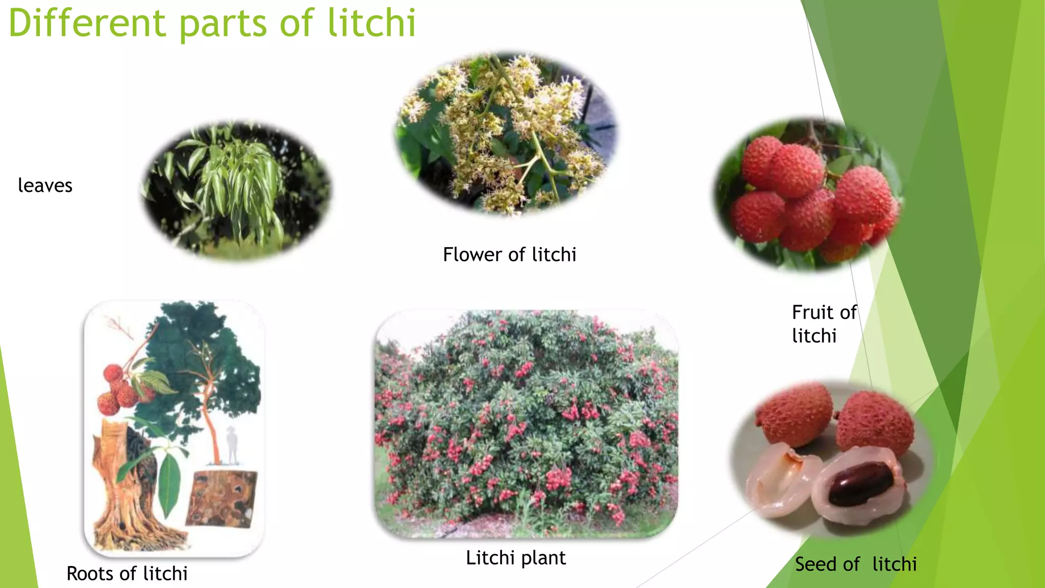 Litchi cultivation | PPTX