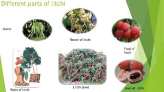 Litchi cultivation | PPTX | Agriculture | Industries