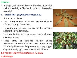 Cultivation practice of Litchi in Nepal.pptx