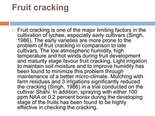 Litchi Physiological disorders A Lecture By Allah Dad Khan To FFS ...