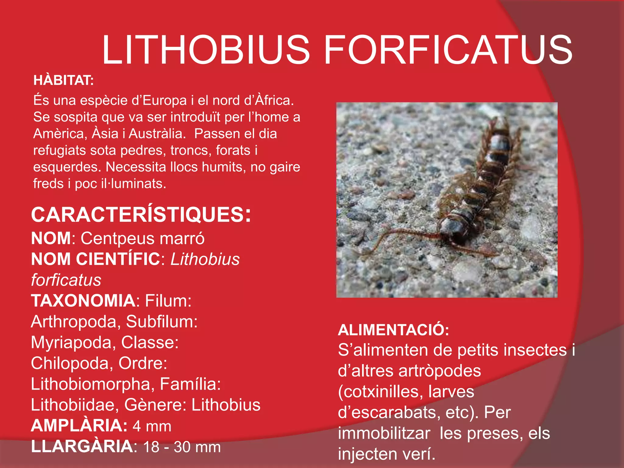 Lithobius forficatus (miriàpode) | PPT