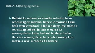 Litlama tsa Sesotho.pptx