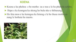 LITLHARE TSA SESOTHO [Autosaved].pptx