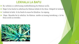 LITLHARE TSA SESOTHO [Autosaved].pptx