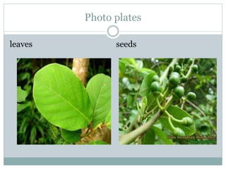 Litsea monopetala iof | PPTX