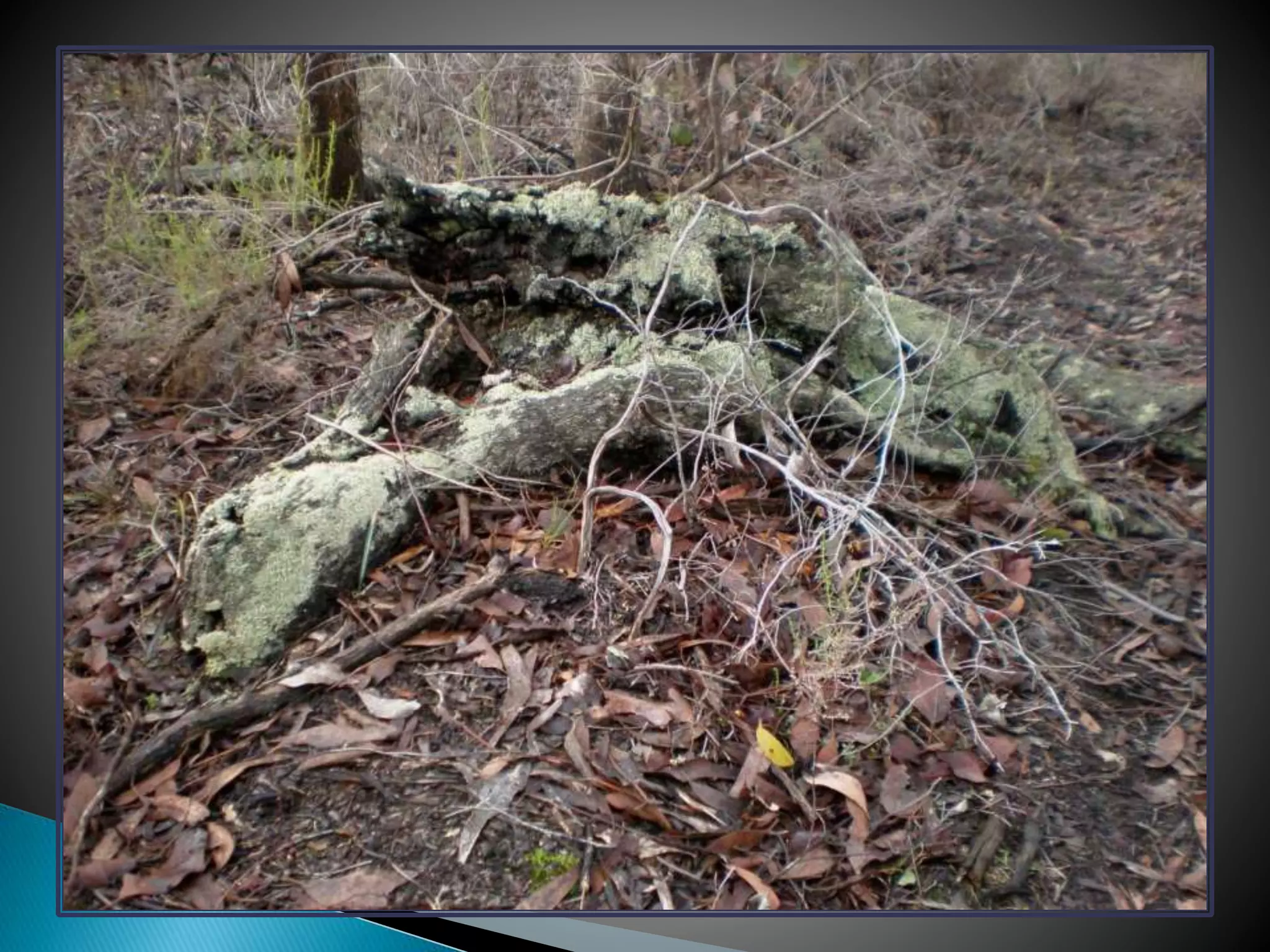 Litter decomposition and nutrient dynamics | PPTX