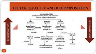 Litter dynamics in tropical plantations | PPTX