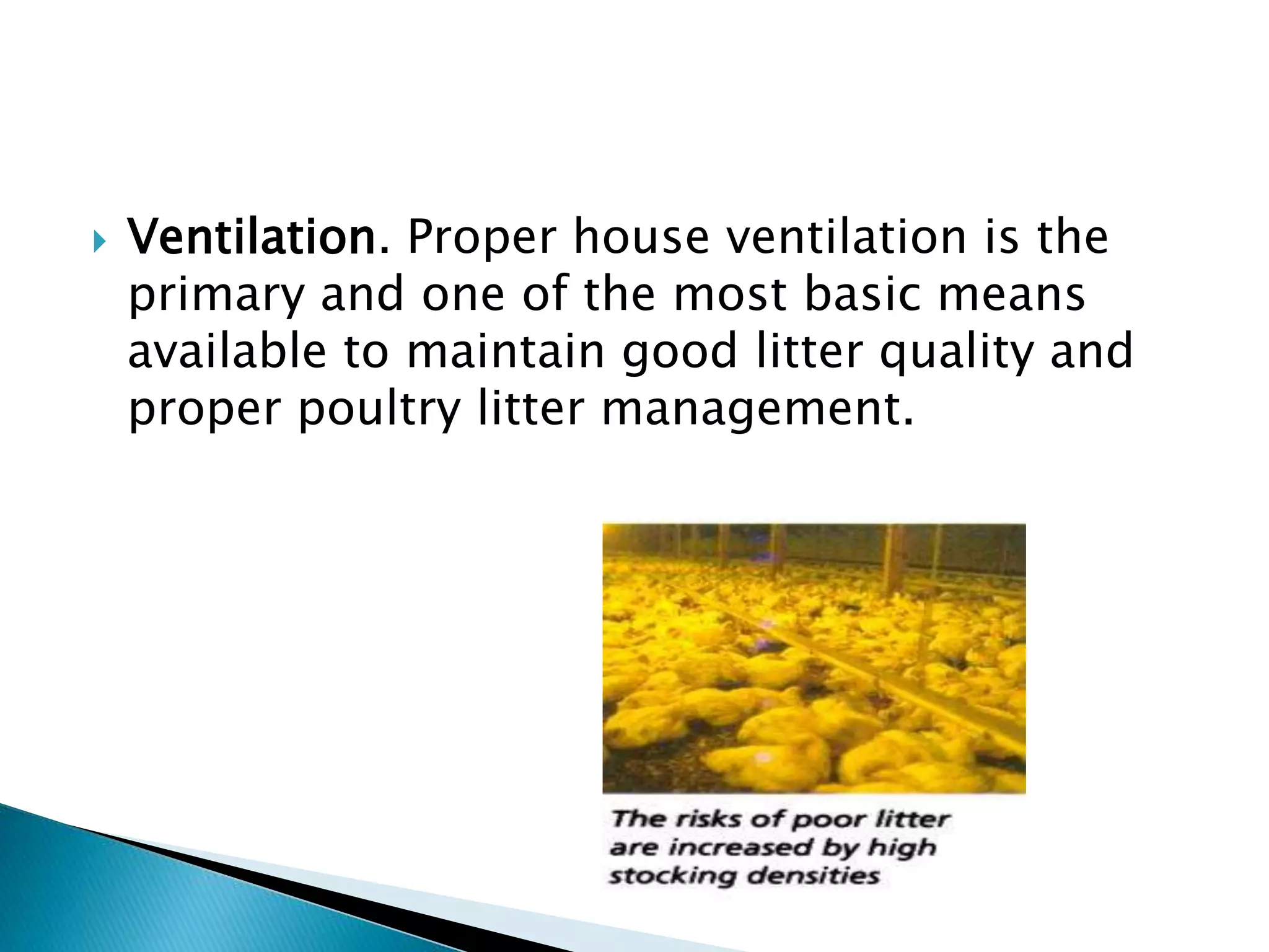 Litter management and Litter born Diseases | PPTX