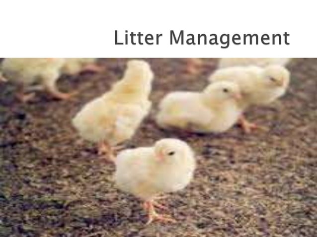 Litter management and Litter born Diseases | PPTX | Agriculture ...