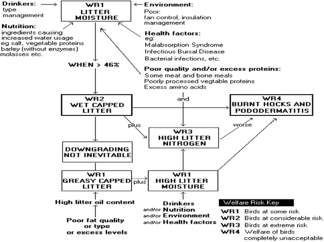Litter management and Litter born Diseases | PPTX | Agriculture ...