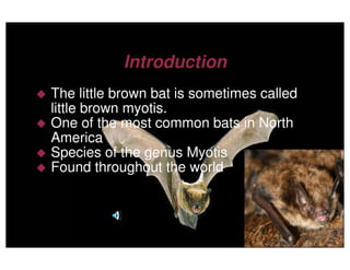 Little Brown Bats by Clement | PDF | Birdwatching | Hobbies & Interests