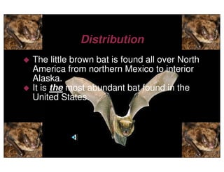 Little Brown Bats by Clement | PDF