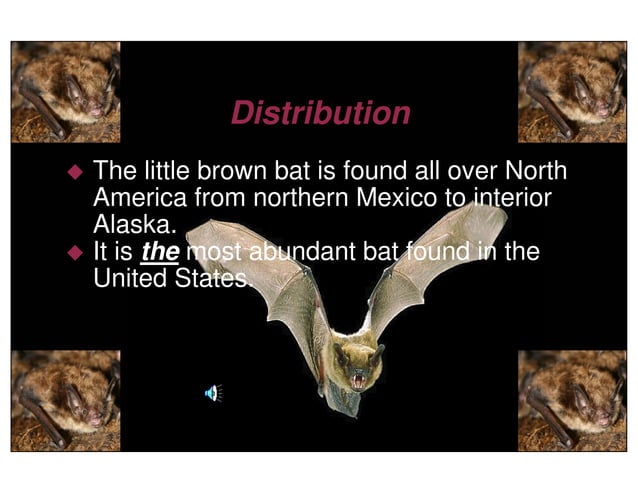 Little Brown Bats by Clement | PDF | Birdwatching | Hobbies & Interests