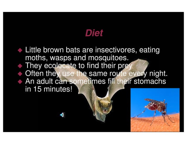 Little Brown Bats by Clement | PPT